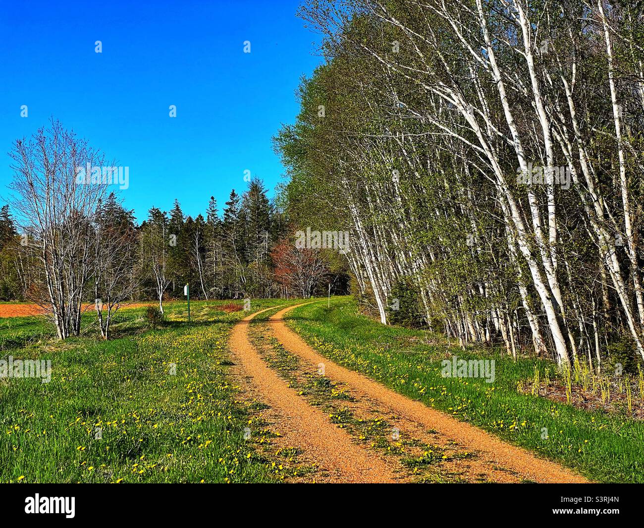 Birch trees along a section of a walking trail Stock Photo - Alamy