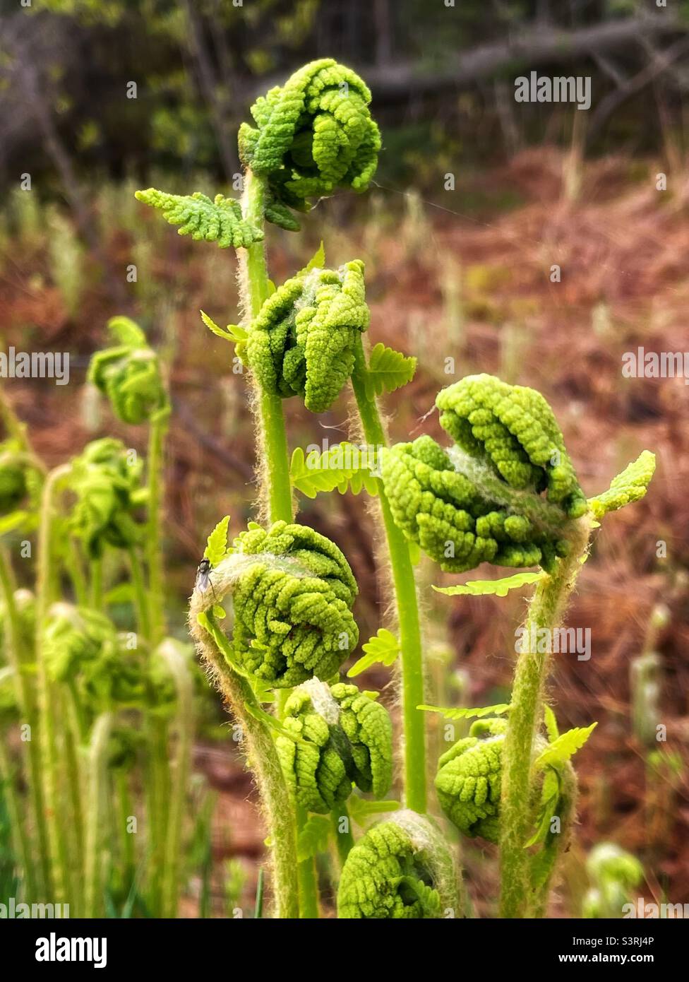 Spring fern fronds unfurling Stock Photo - Alamy