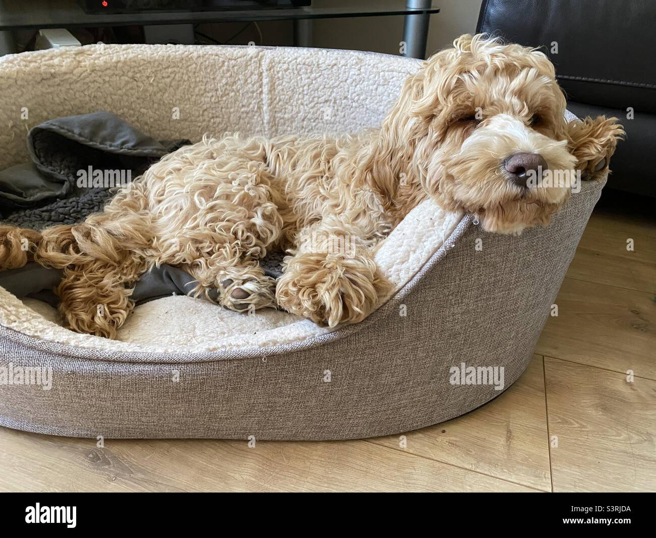 Fluffy cockapoo hi-res stock photography and images - Alamy