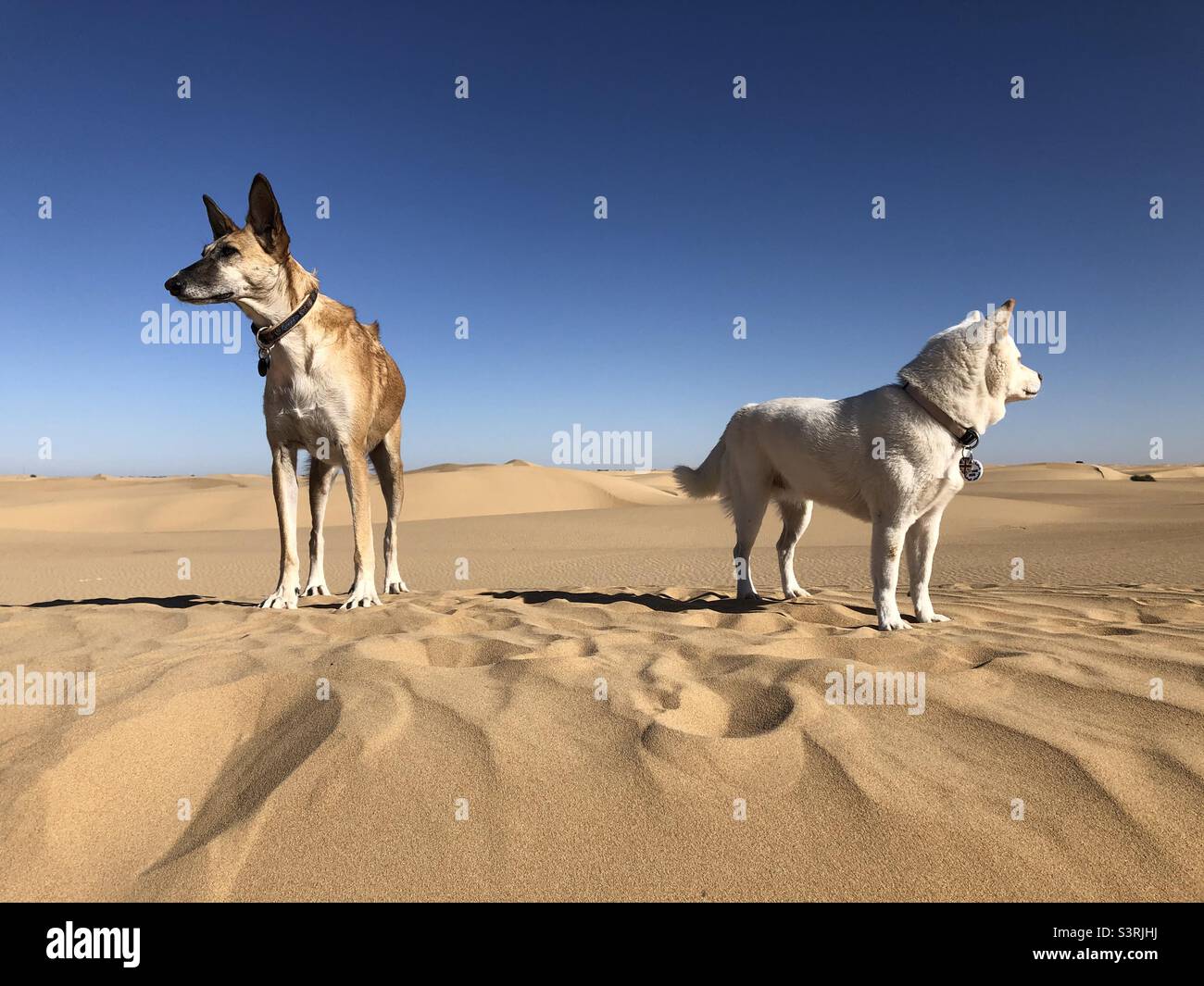 Desert uae hi-res stock photography and images - Alamy