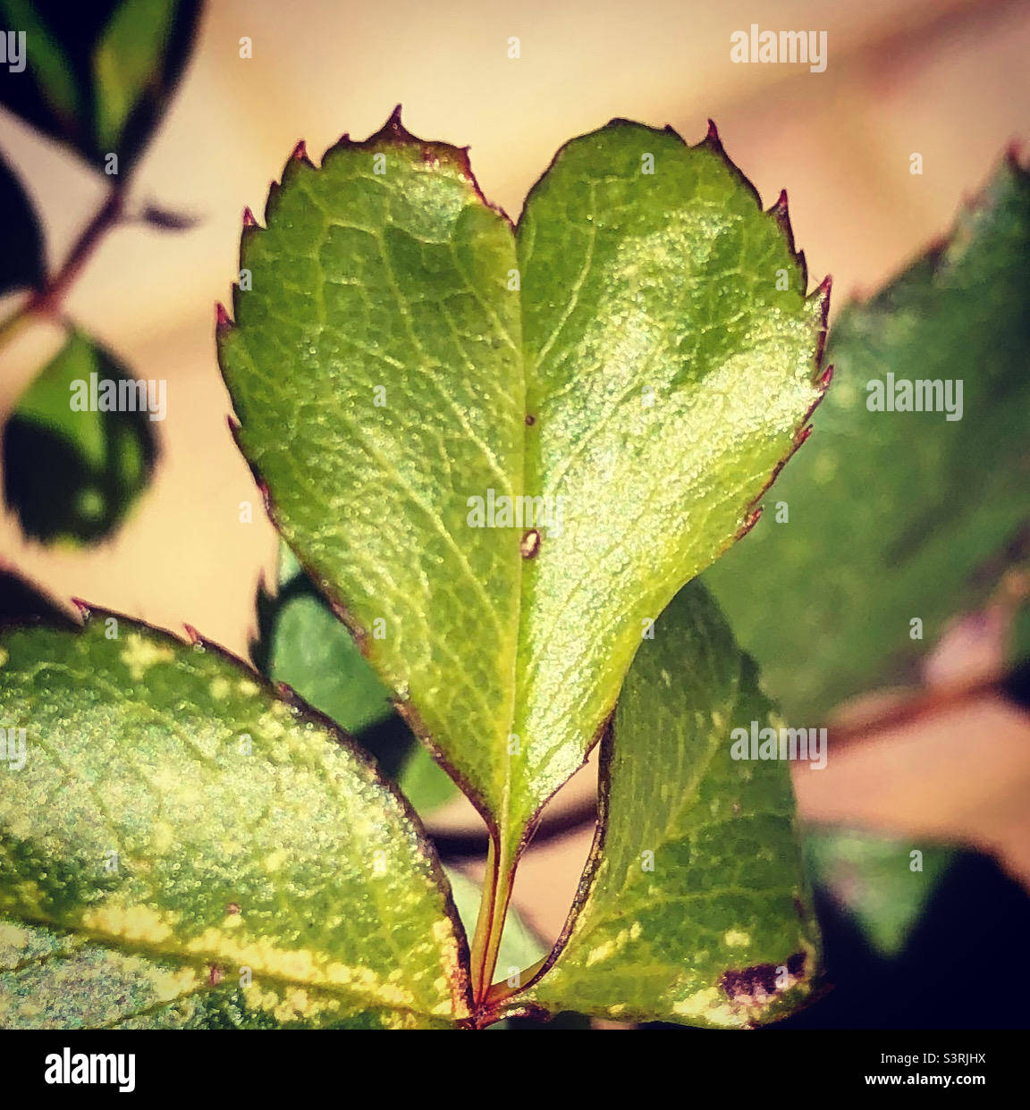 Heart shaped leaf hi-res stock photography and images - Alamy