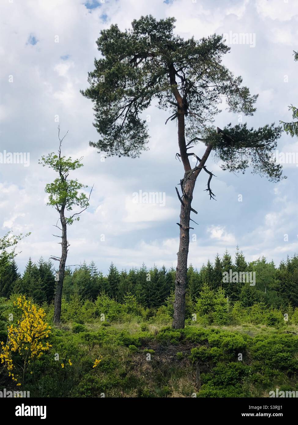 Pine tree wood hi-res stock photography and images - Alamy
