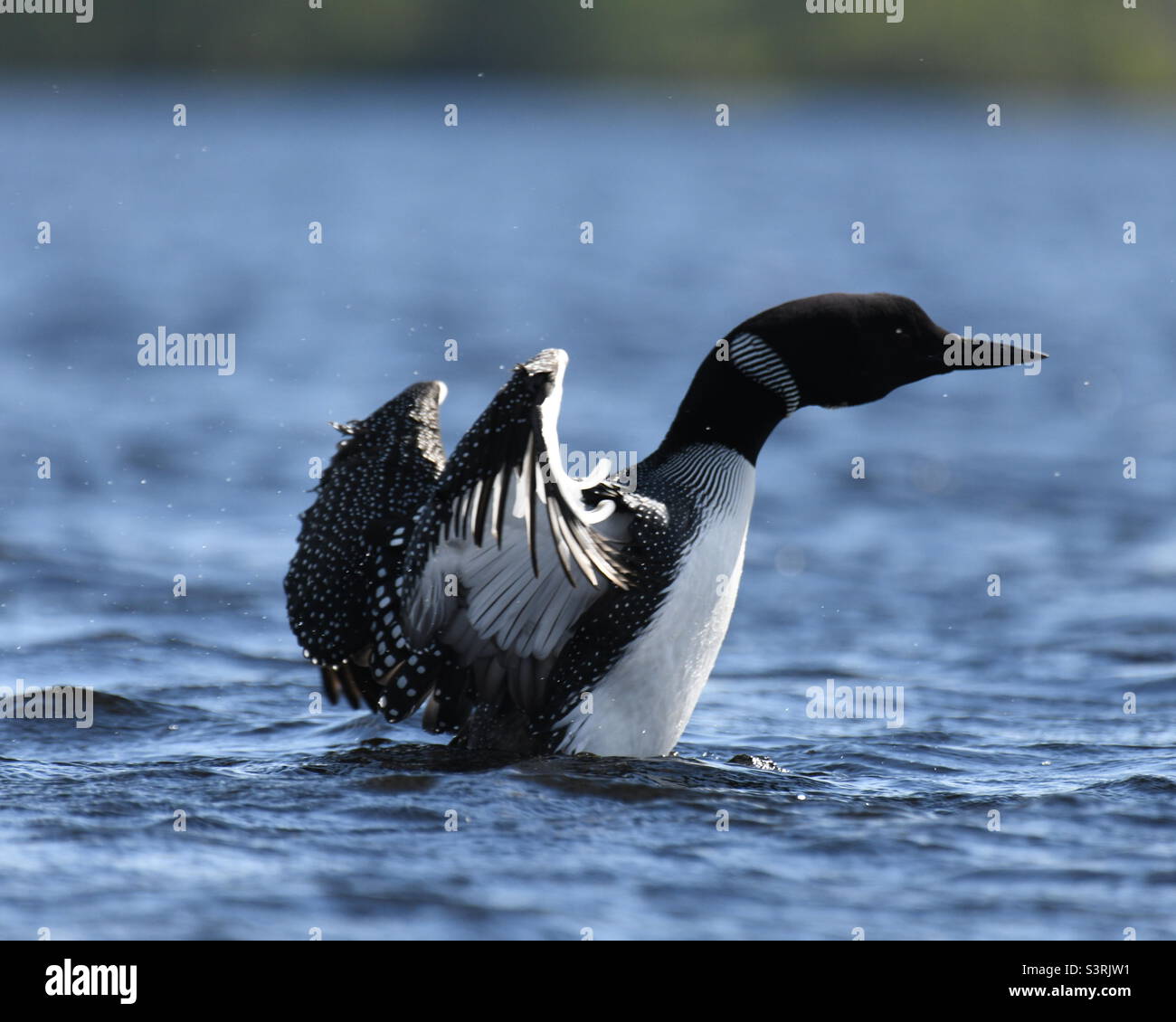 Male loon hi-res stock photography and images - Alamy