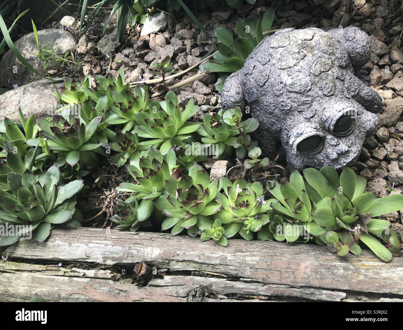 Hen and chicks succulents hi-res stock photography and images - Alamy