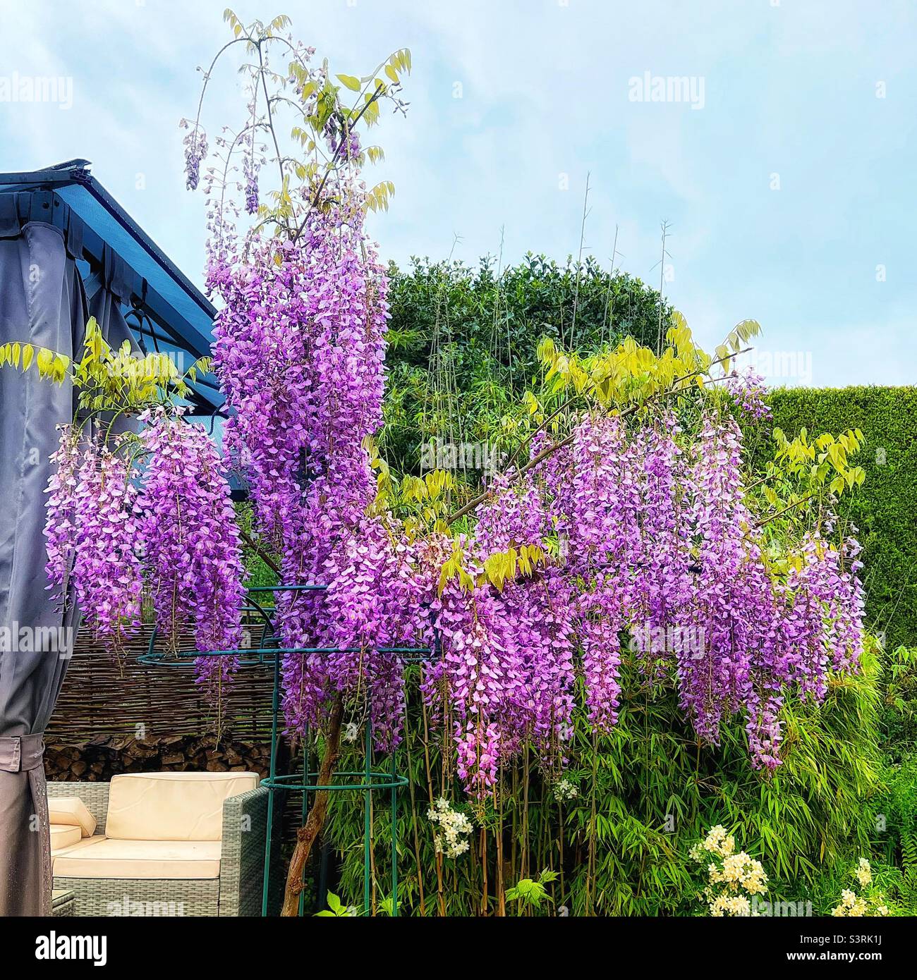 Wisteria chinensis hi-res stock photography and images - Alamy