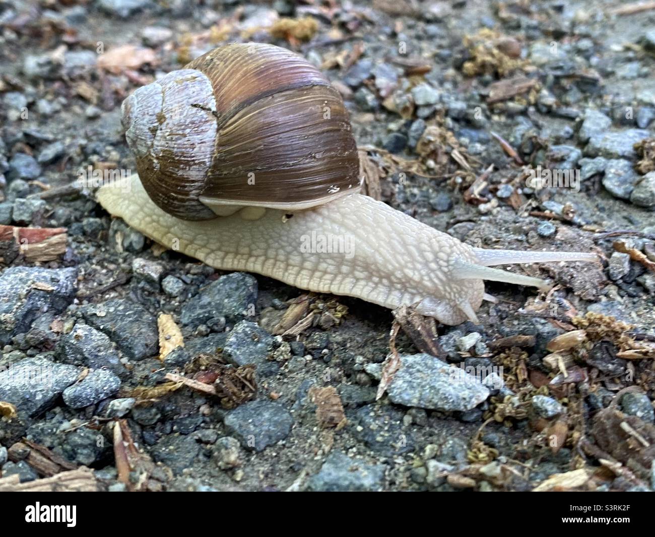 Stoney path hi-res stock photography and images - Alamy