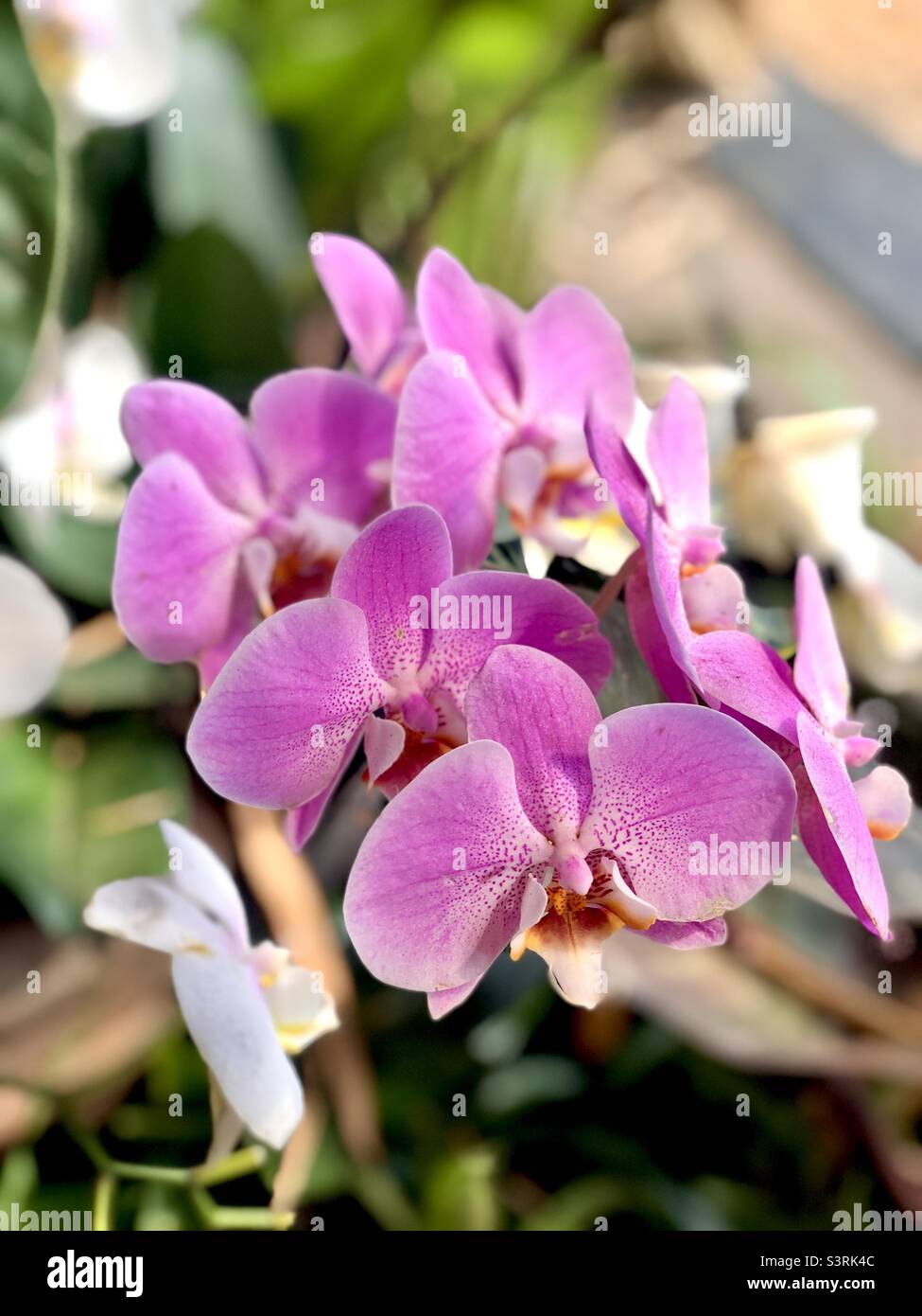 Eden project flowers hi-res stock photography and images - Alamy