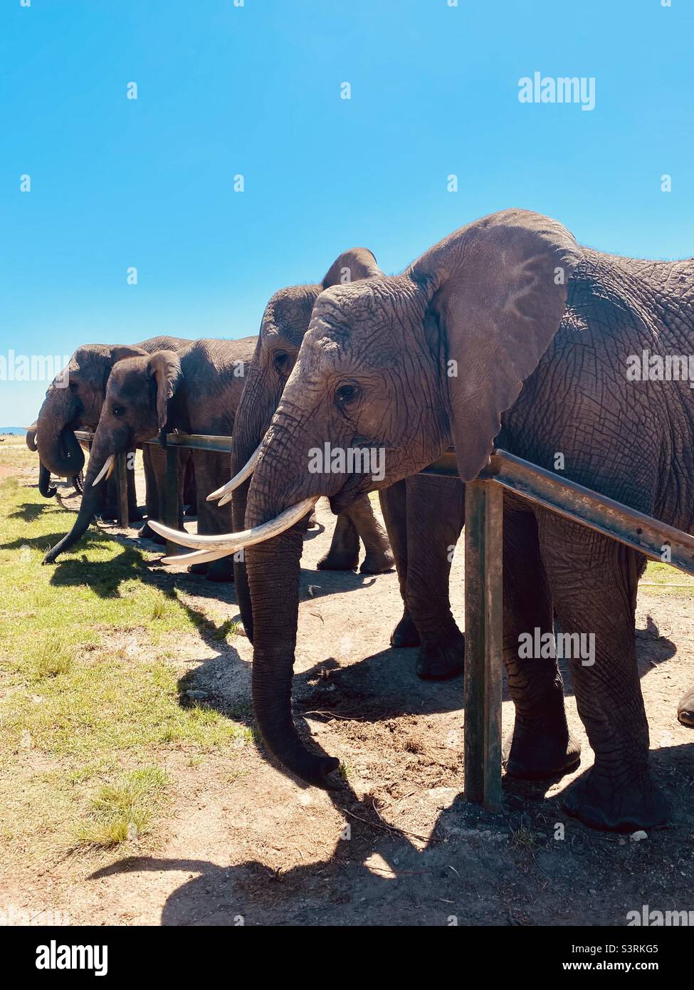 Elephants in South African wildlife ranch Stock Photo - Alamy
