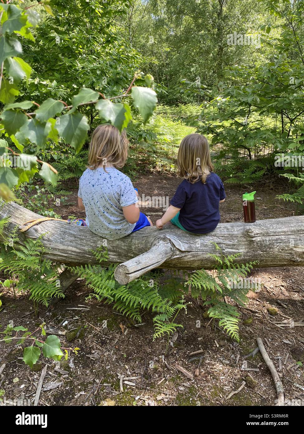 Children tree forest hi-res stock photography and images - Alamy