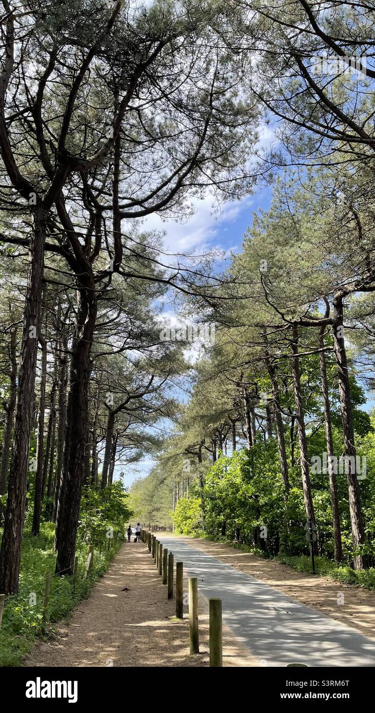 Formby forest hi-res stock photography and images - Alamy