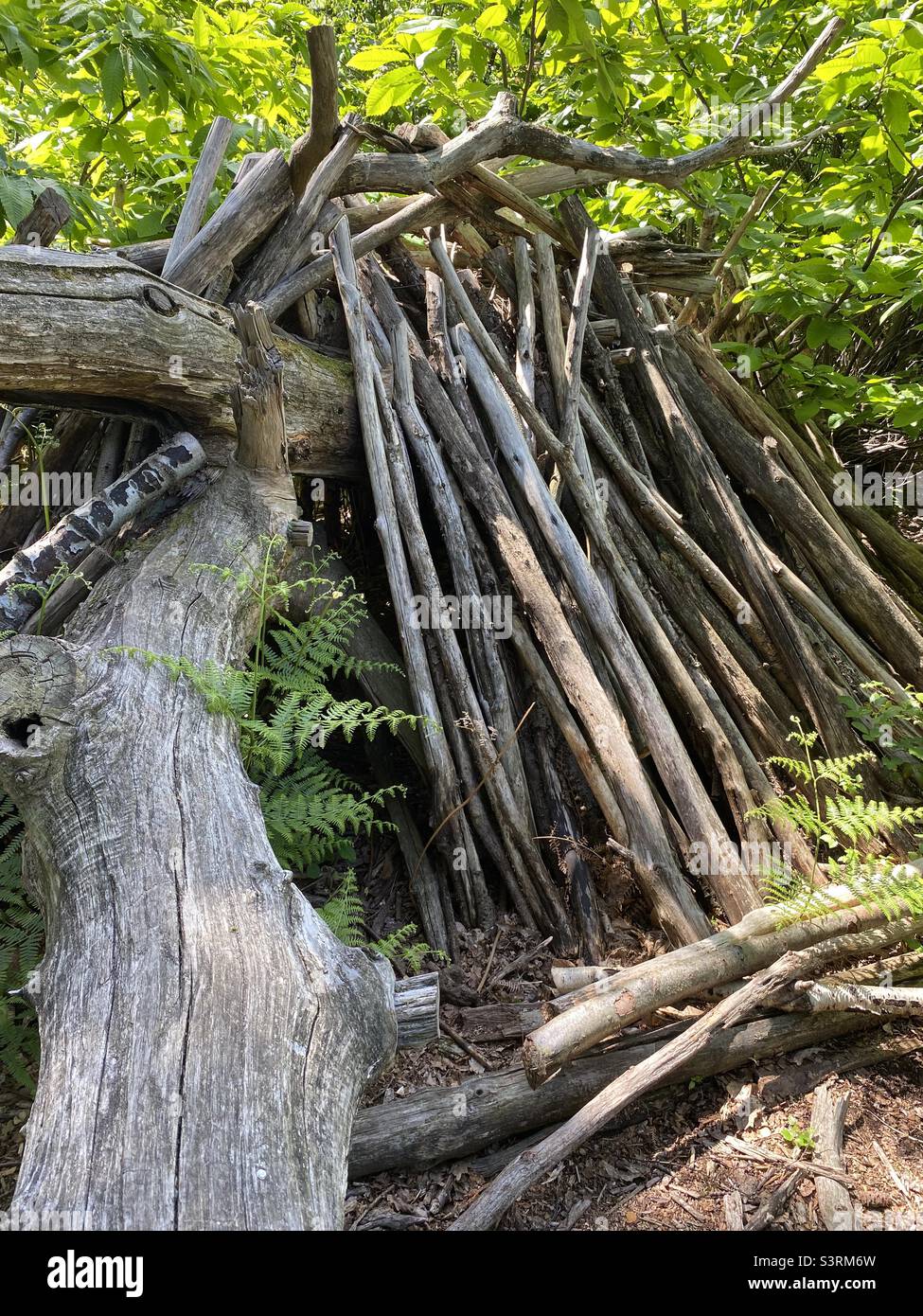 Woodland discovery hi-res stock photography and images - Alamy