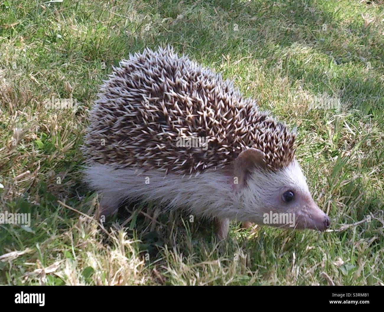 Pygmy hedgehog hi-res stock photography and images - Alamy