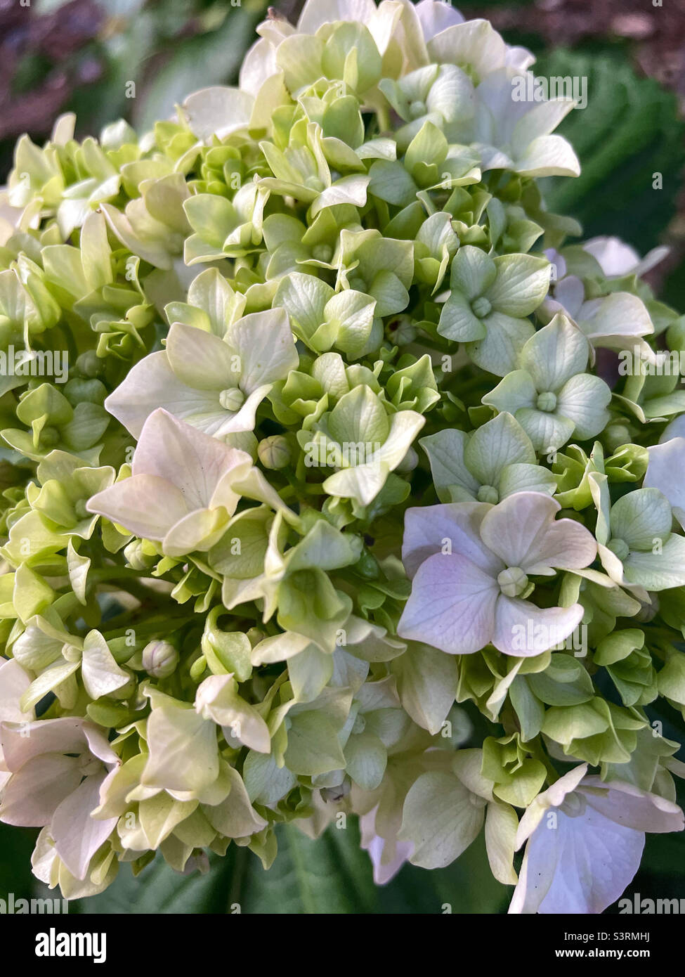 Lightest pink hydrangea blooming Stock Photo - Alamy