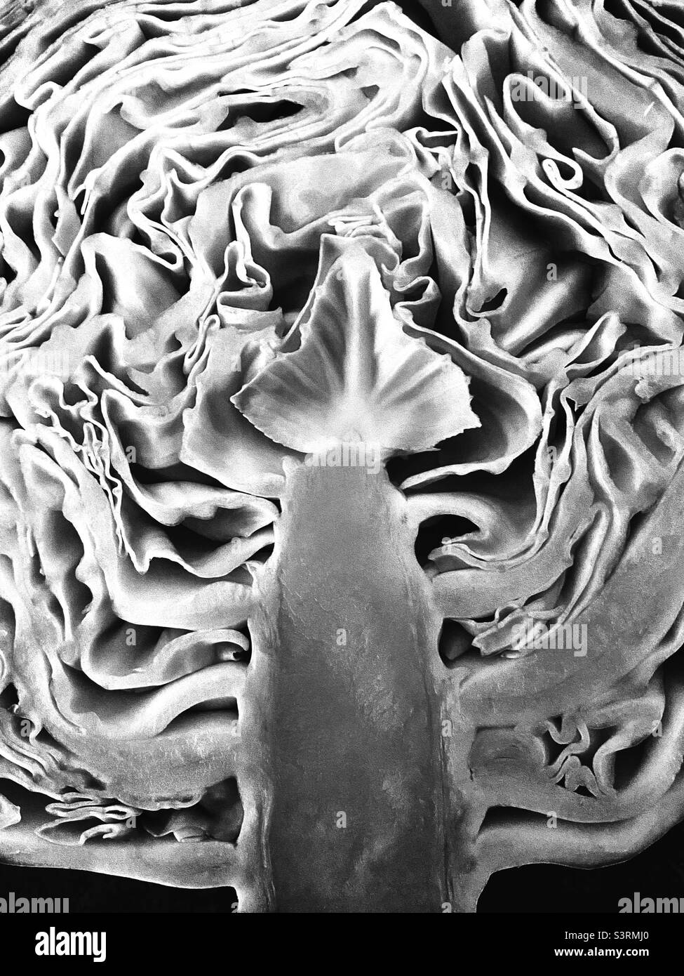 Cabbage cross-section, in black and white Stock Photo - Alamy