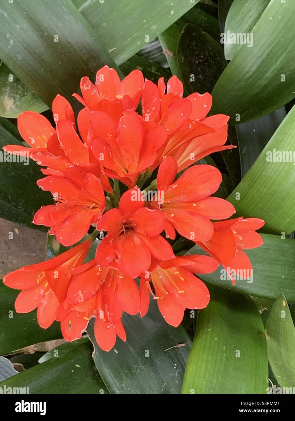 Clivia garden hi-res stock photography and images - Alamy