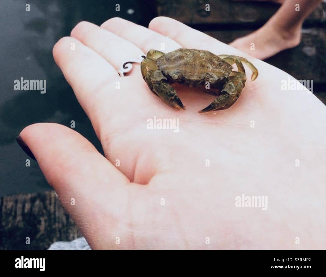 Hand crab hi-res stock photography and images - Alamy