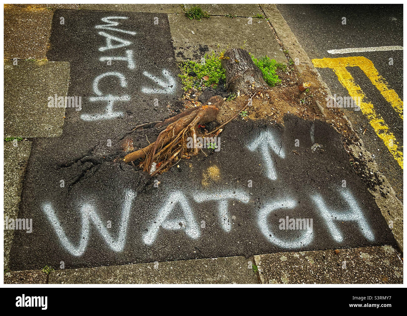 Tree root pavement hi-res stock photography and images - Alamy