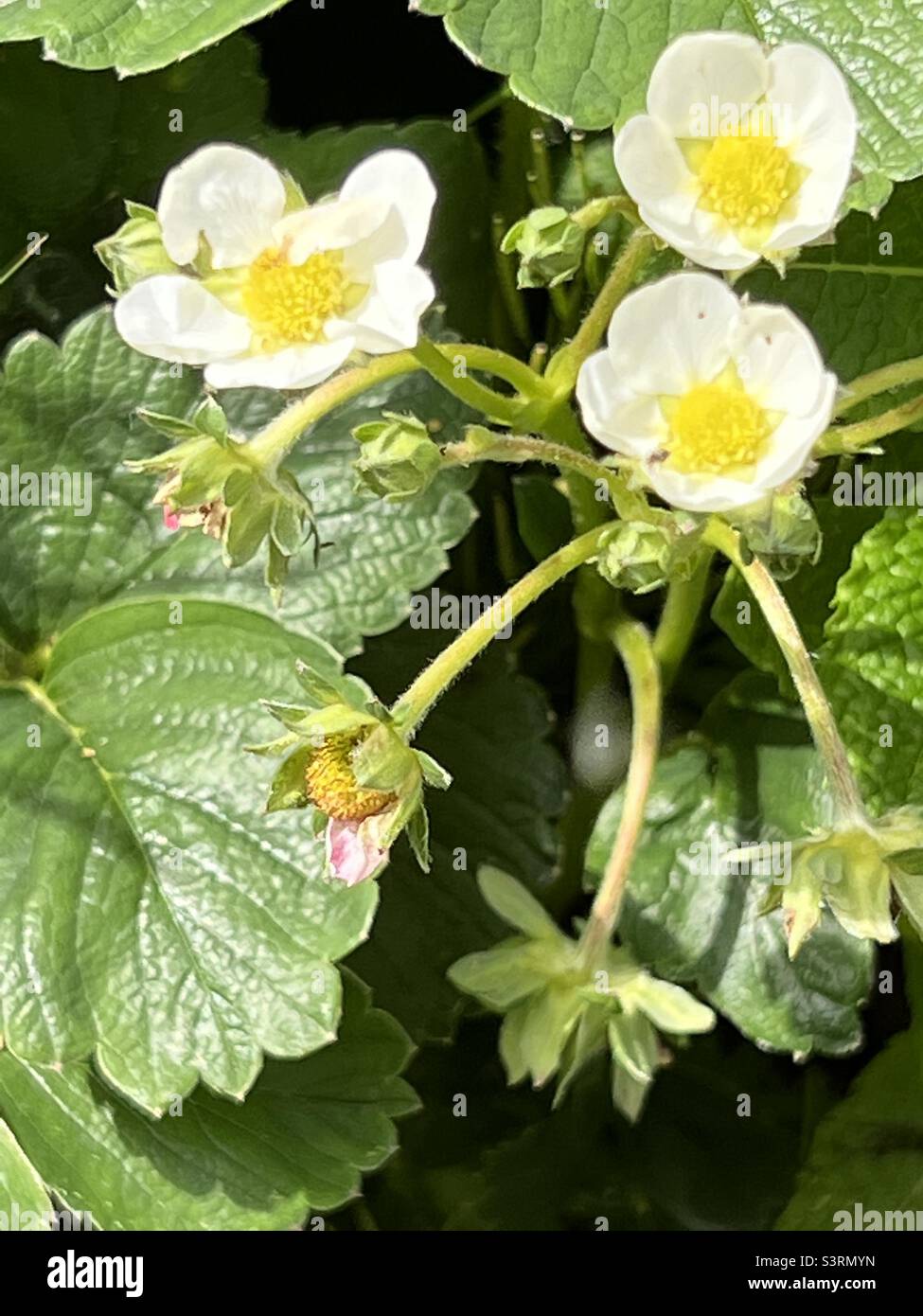 Strawberries plant hi-res stock photography and images - Alamy