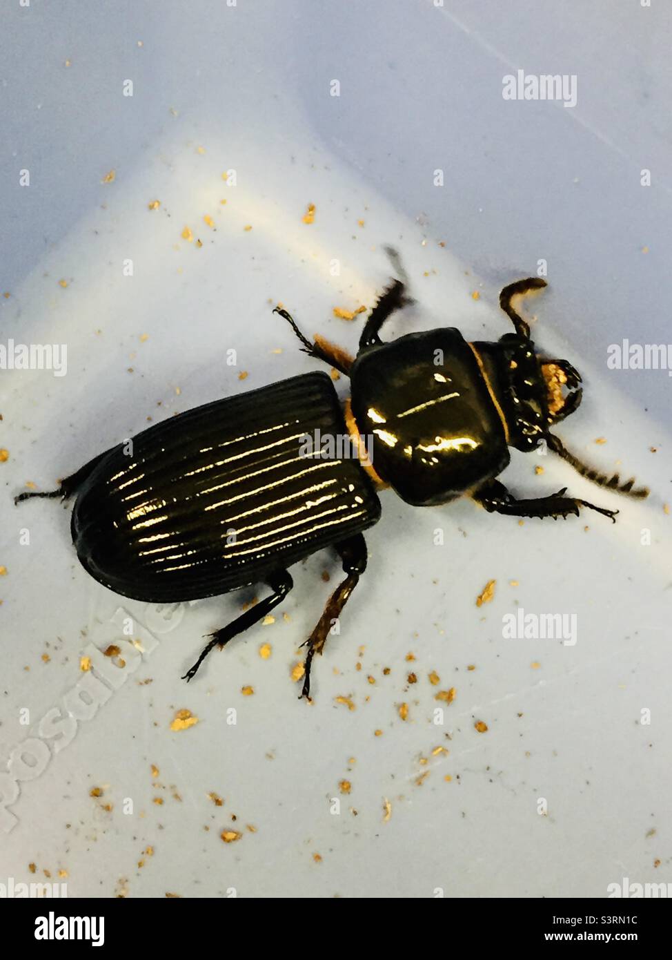 Shiny black beetle hi-res stock photography and images - Alamy