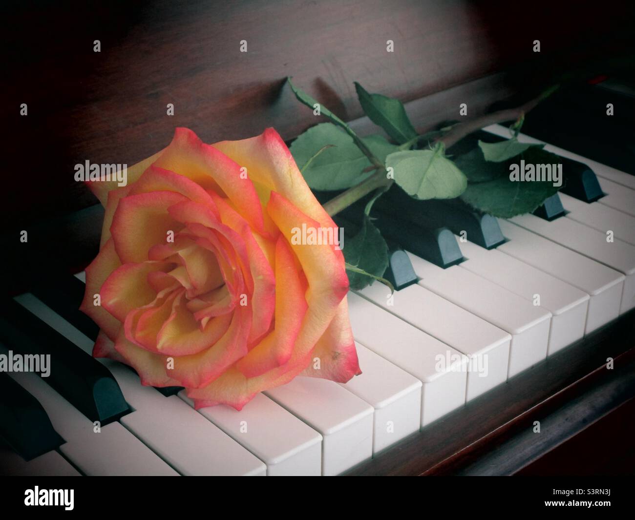 Tant Au Rose Piano