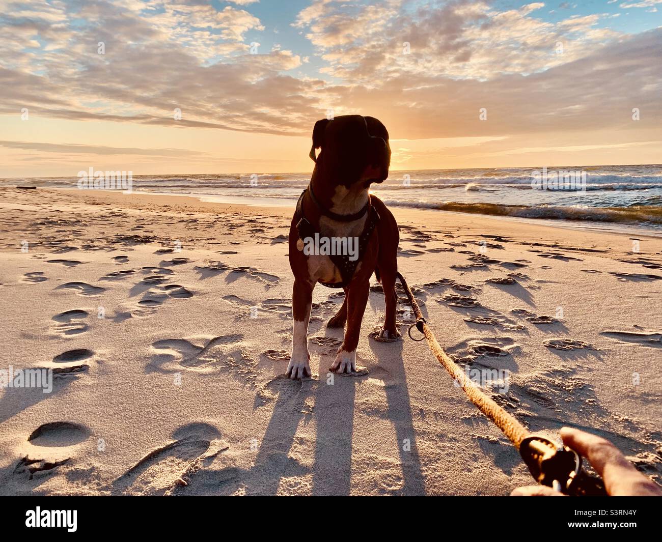 Amstaff hi-res stock photography and images - Alamy