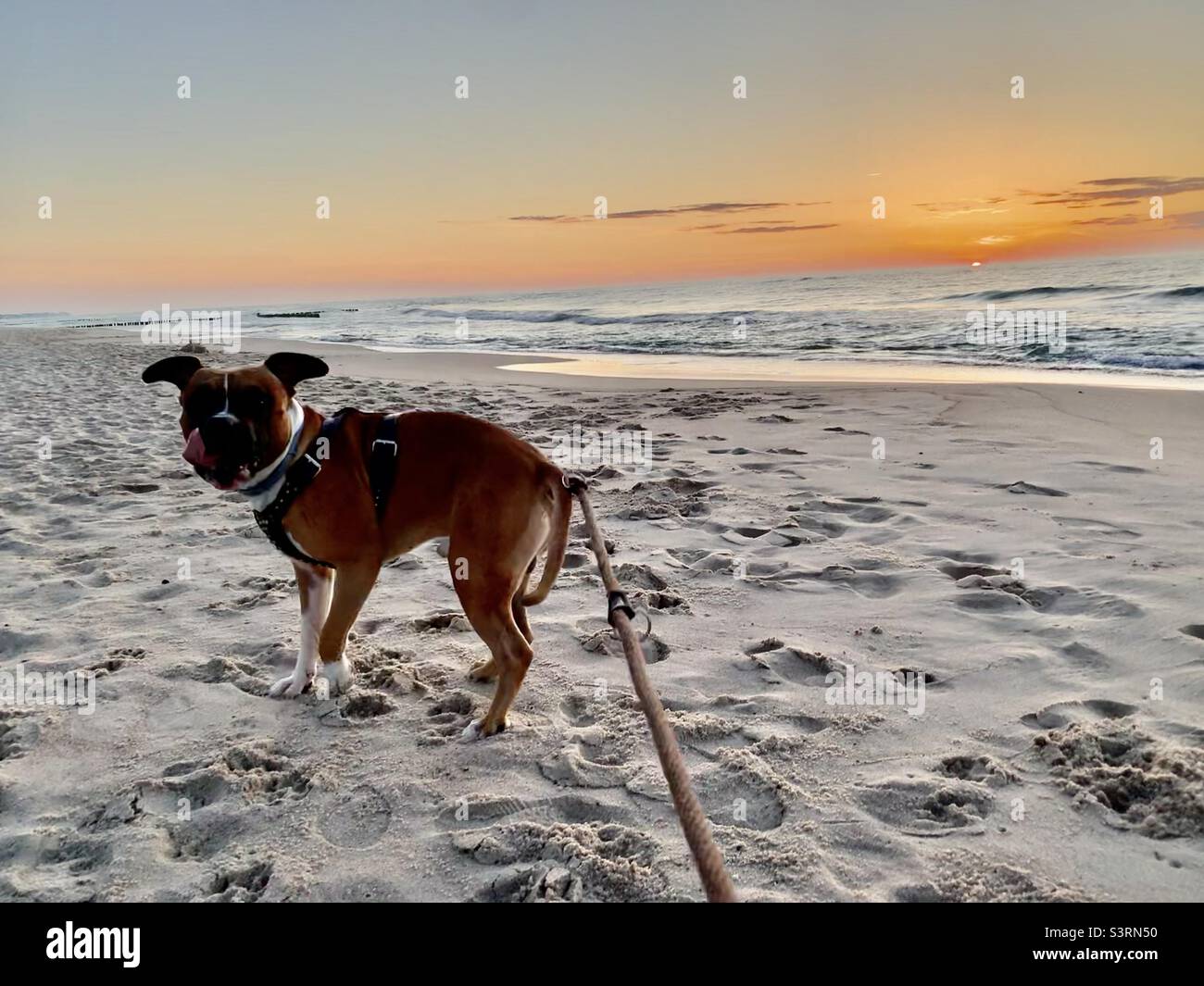 Amstaff hi-res stock photography and images - Alamy