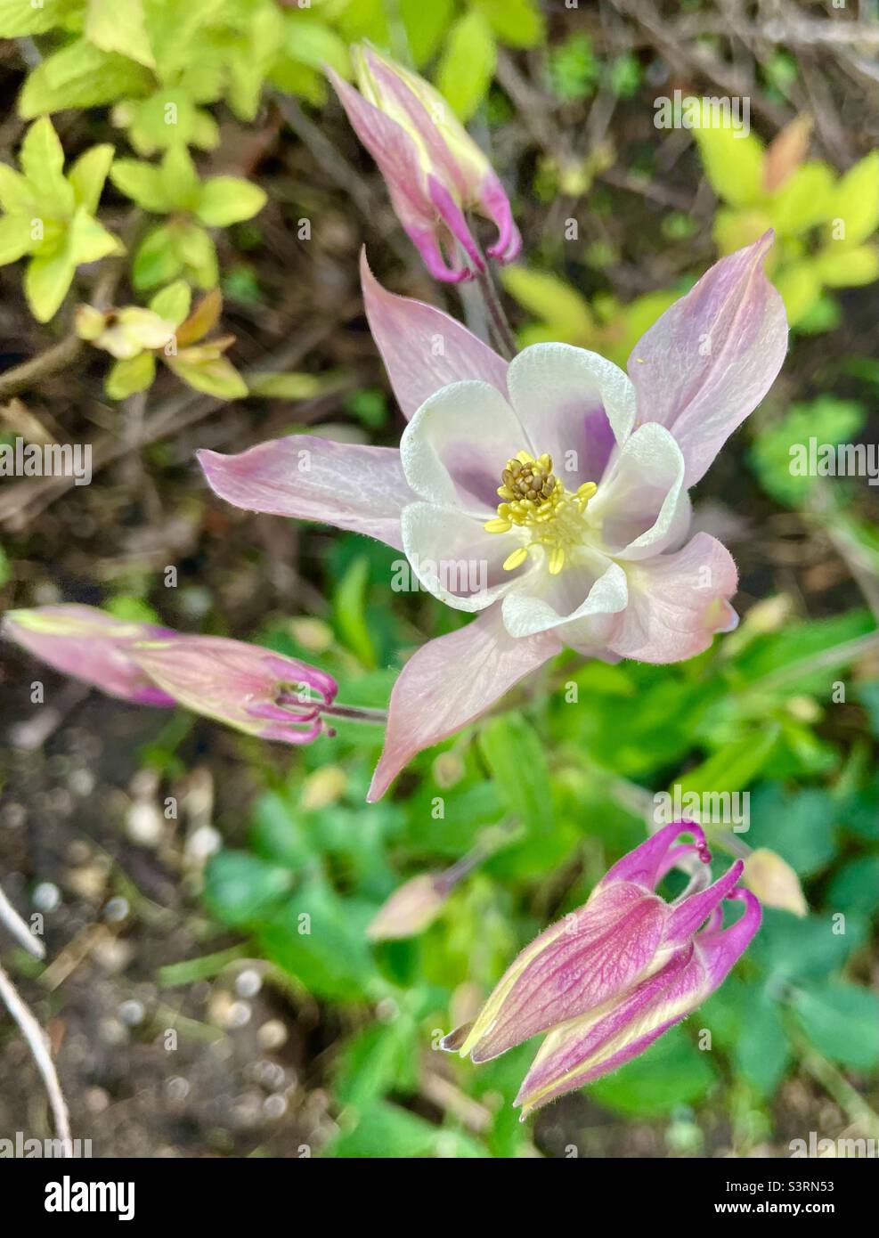 Pink columbine hi-res stock photography and images - Alamy