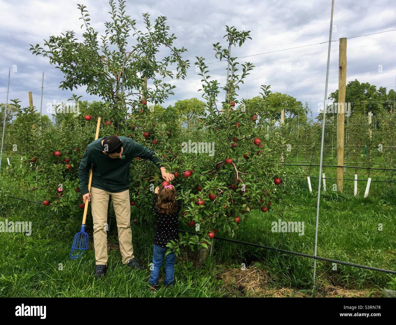 Apple apples orchard hi-res stock photography and images - Alamy