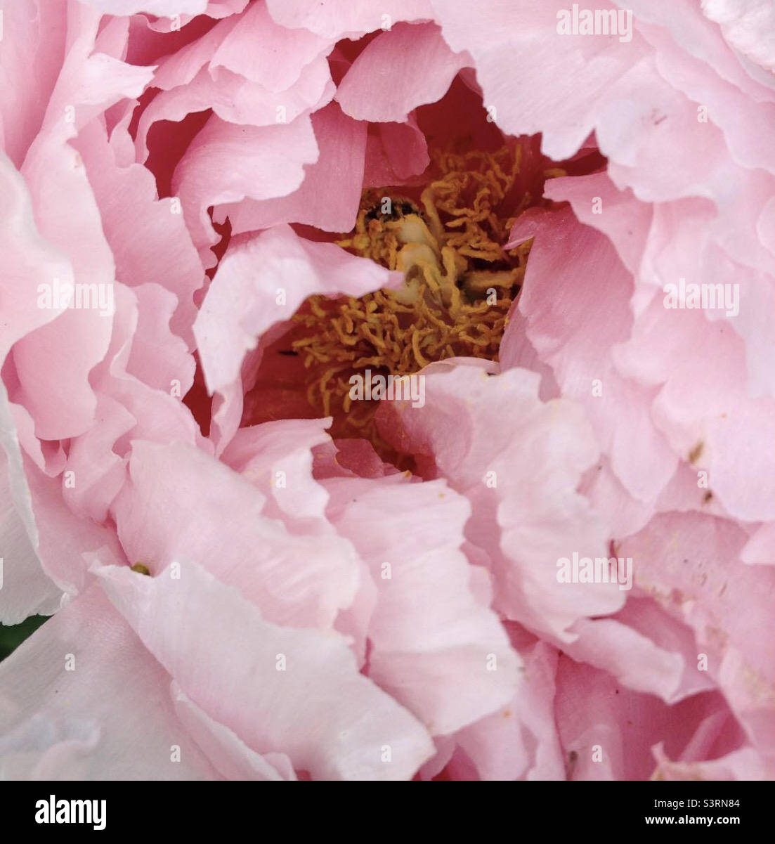 Peonia rosa hi-res stock photography and images - Alamy