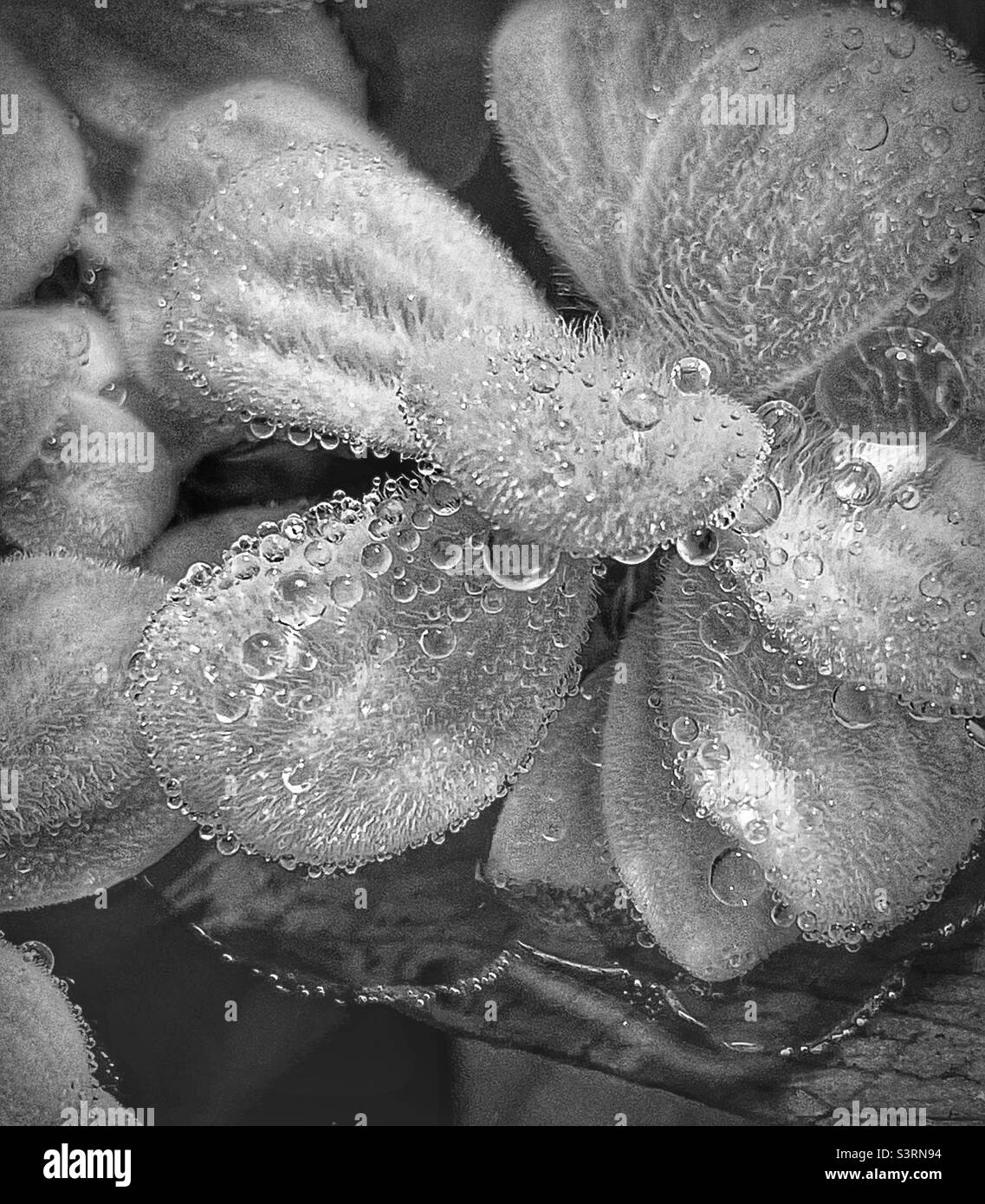 Transpiration plants Black and White Stock Photos & Images - Alamy