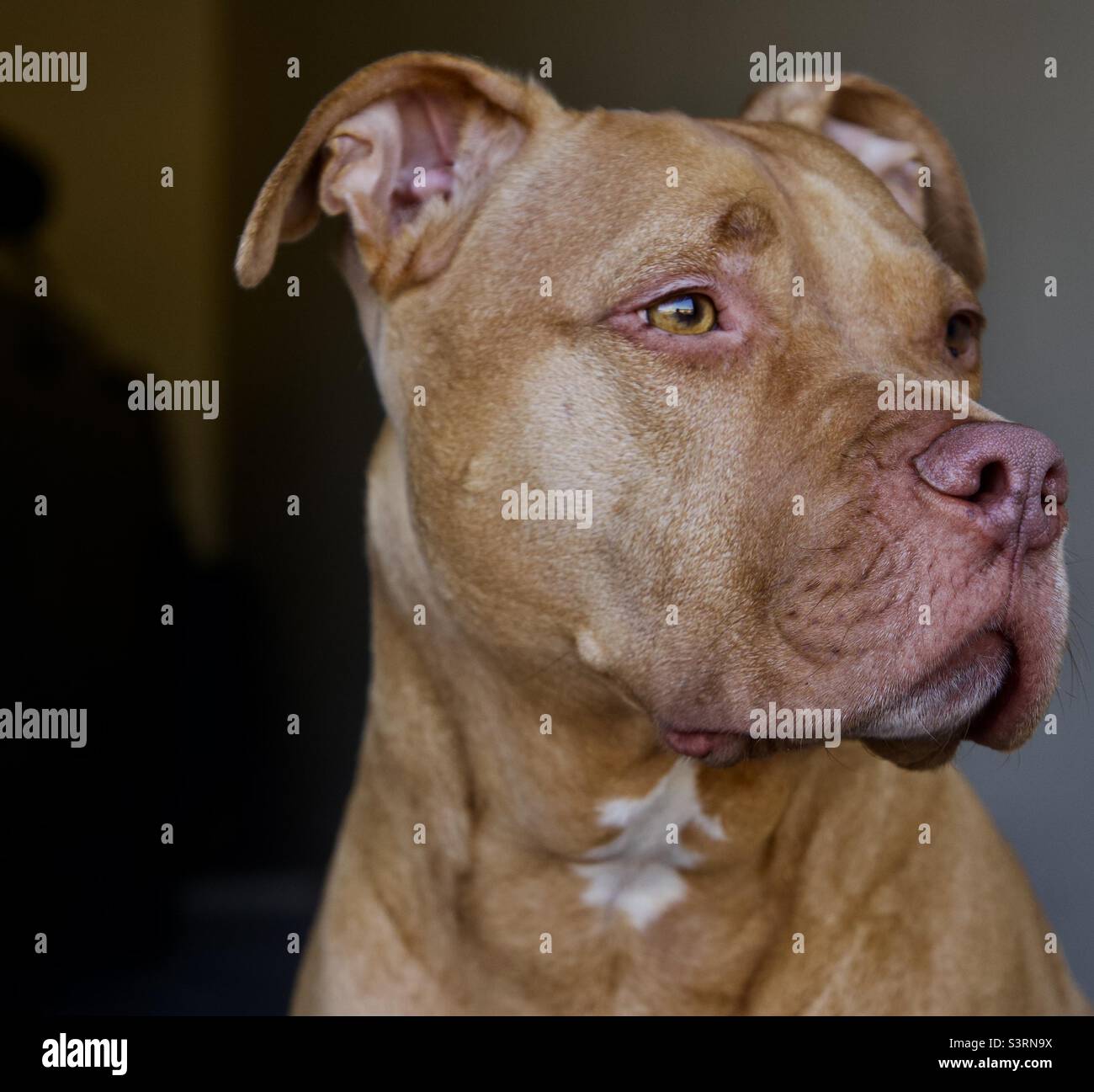 Beautiful pit bull hi-res stock photography and images - Alamy