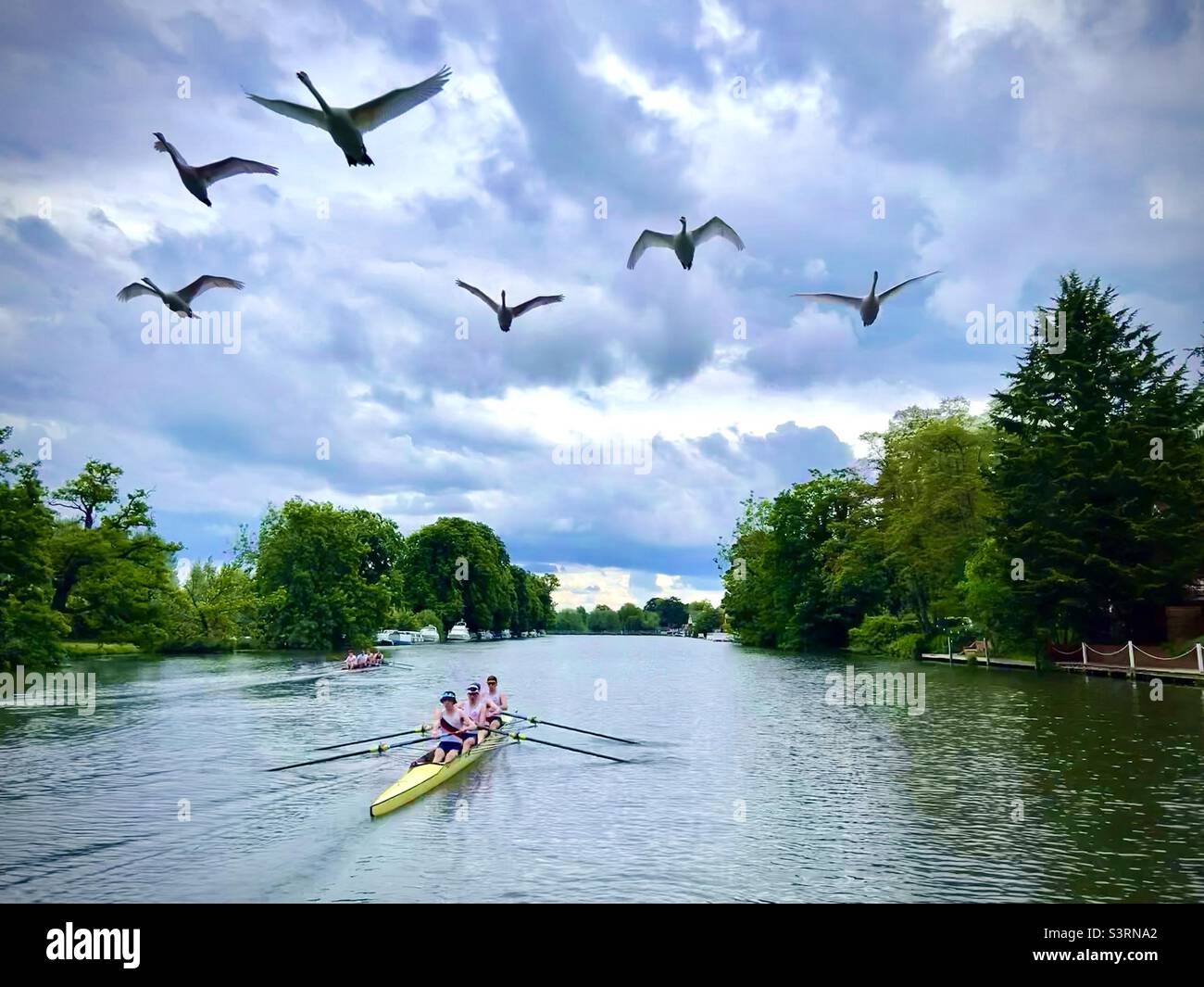 Royal swan hi-res stock photography and images - Alamy