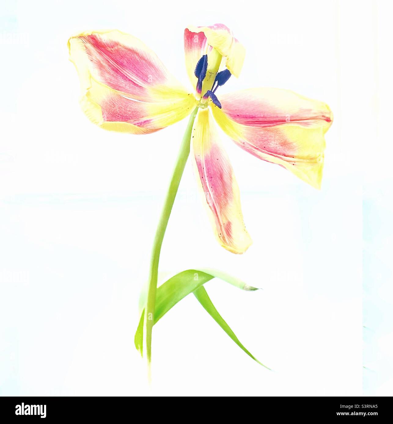 Faded plants hi-res stock photography and images - Alamy