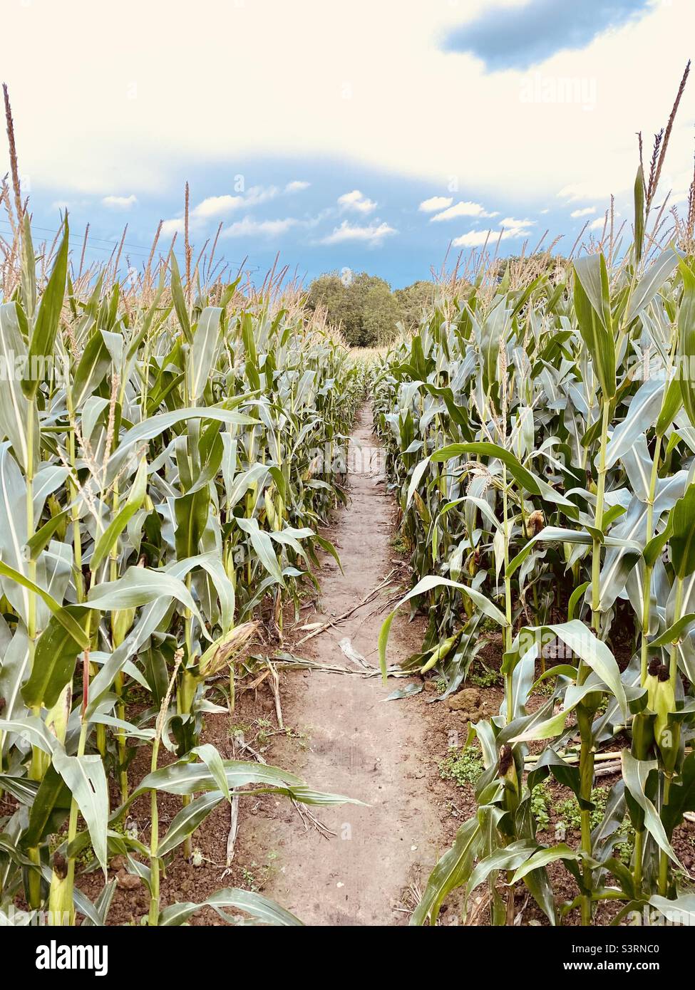 Path through corn field hi-res stock photography and images - Alamy