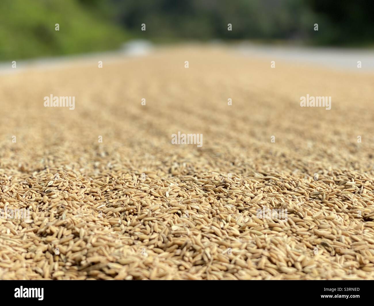 Crops and grains hi-res stock photography and images - Alamy