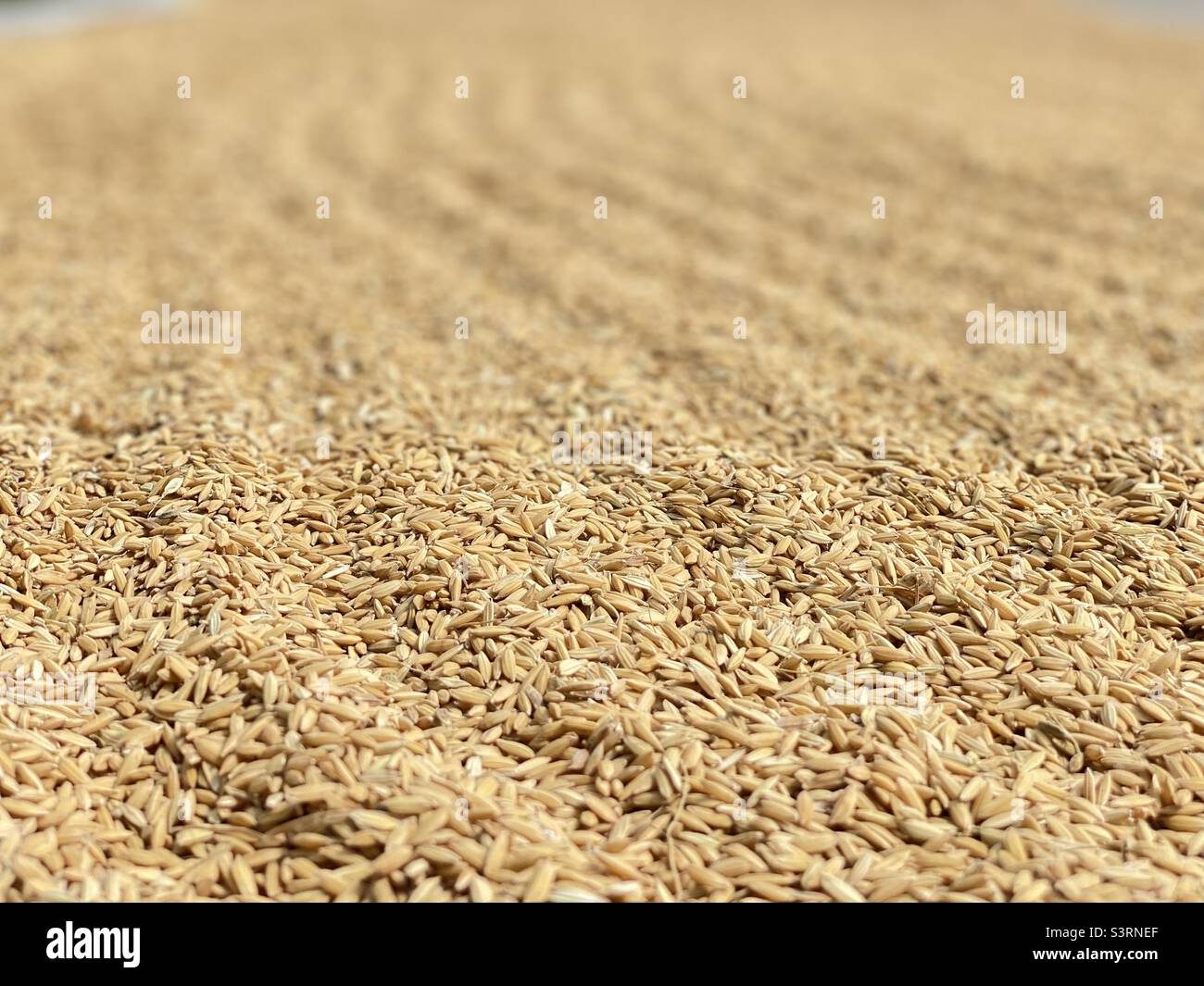 Grains plants hi-res stock photography and images - Alamy