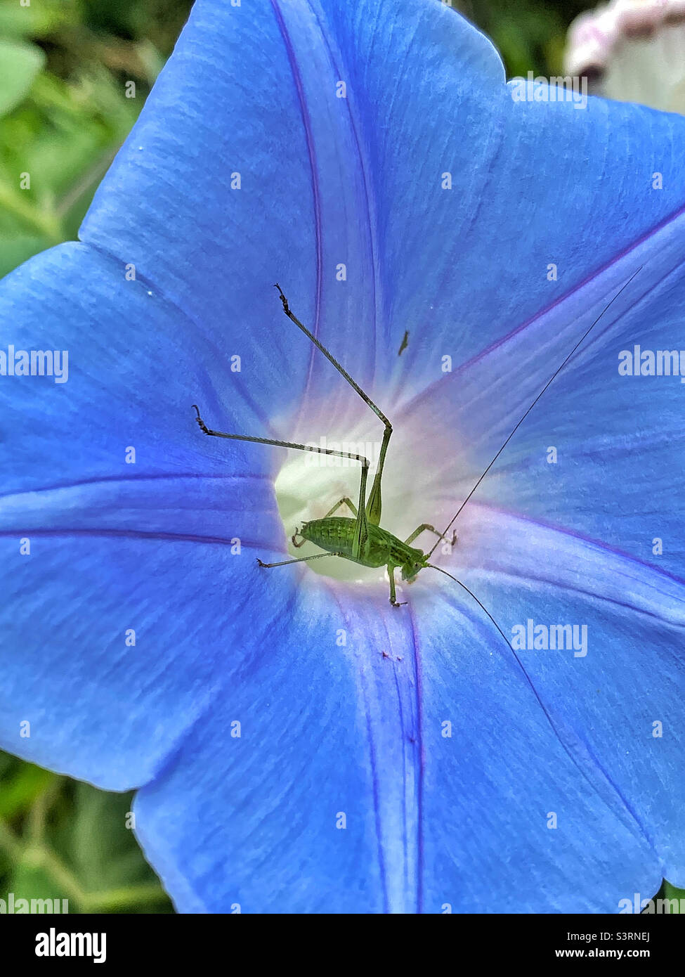 Plants with an insect Stock Photo - Alamy