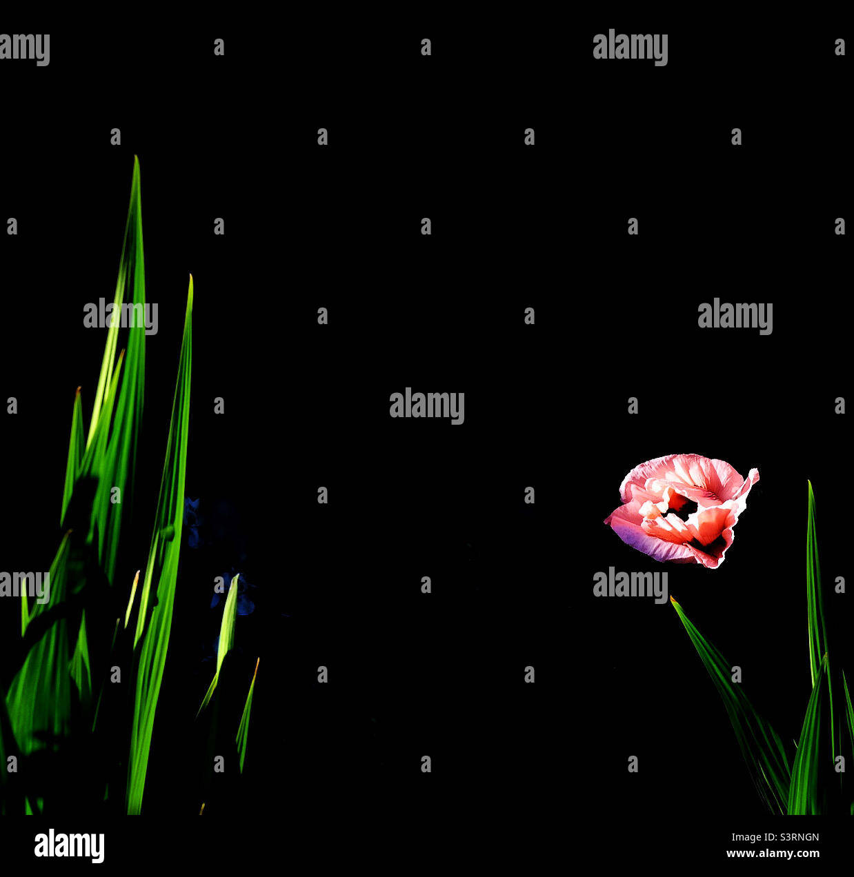 Poppy flower isolated pink hi-res stock photography and images - Alamy