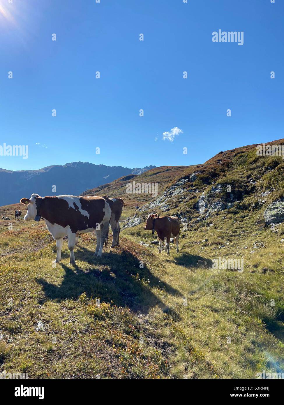 Tiere herde hi-res stock photography and images - Alamy