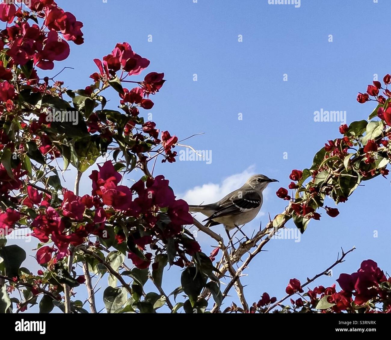 Small white cloud behind bird hi-res stock photography and images - Alamy