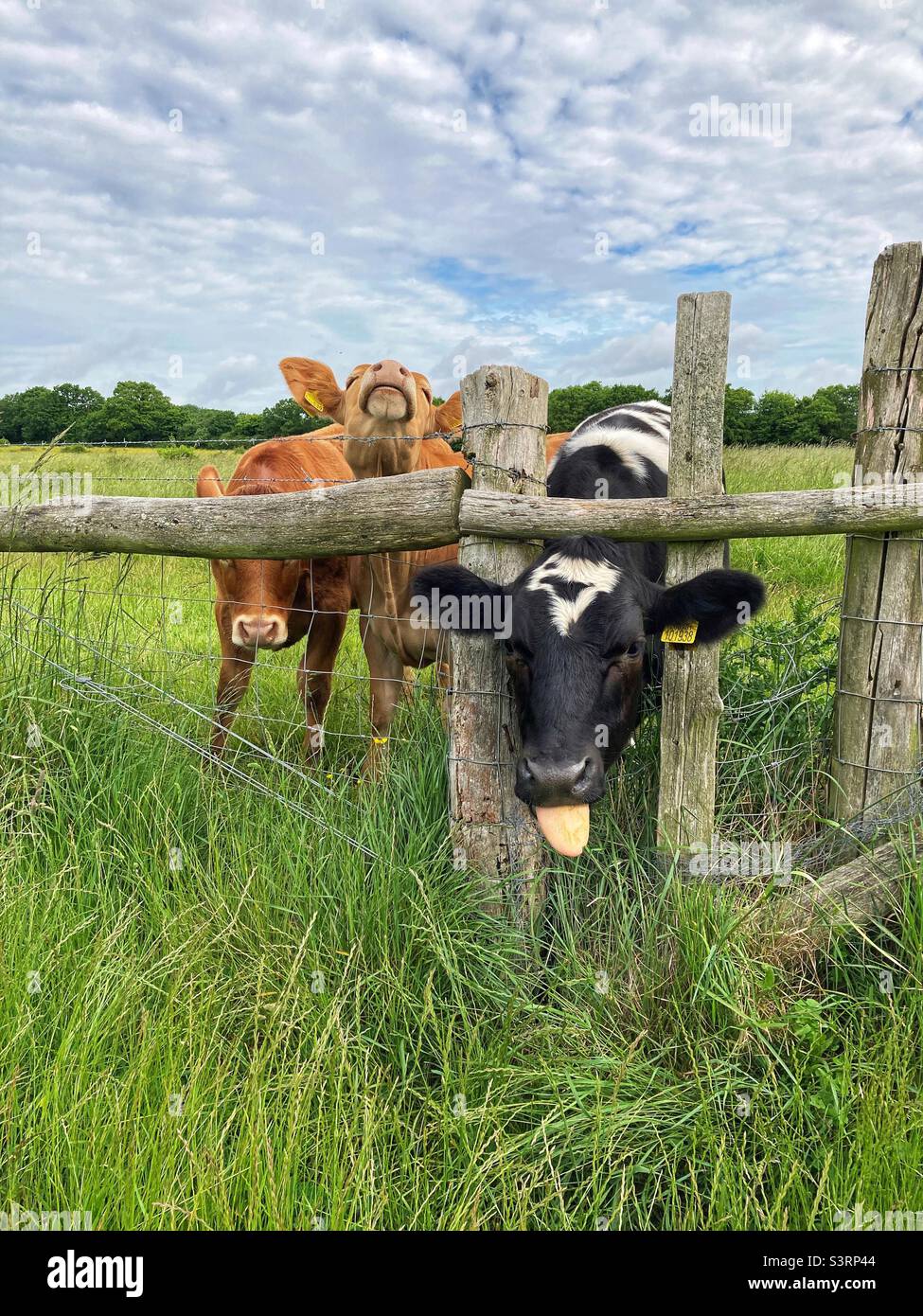 Cattle at the fence. One looks upwards another peeks under the fence ...