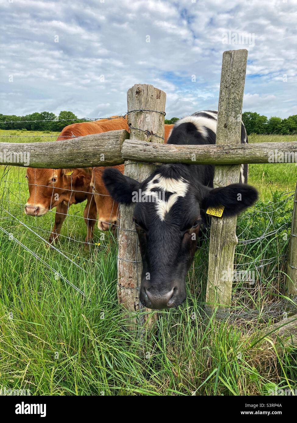 Friendly and curious cattle at a fence and one has their head through ...