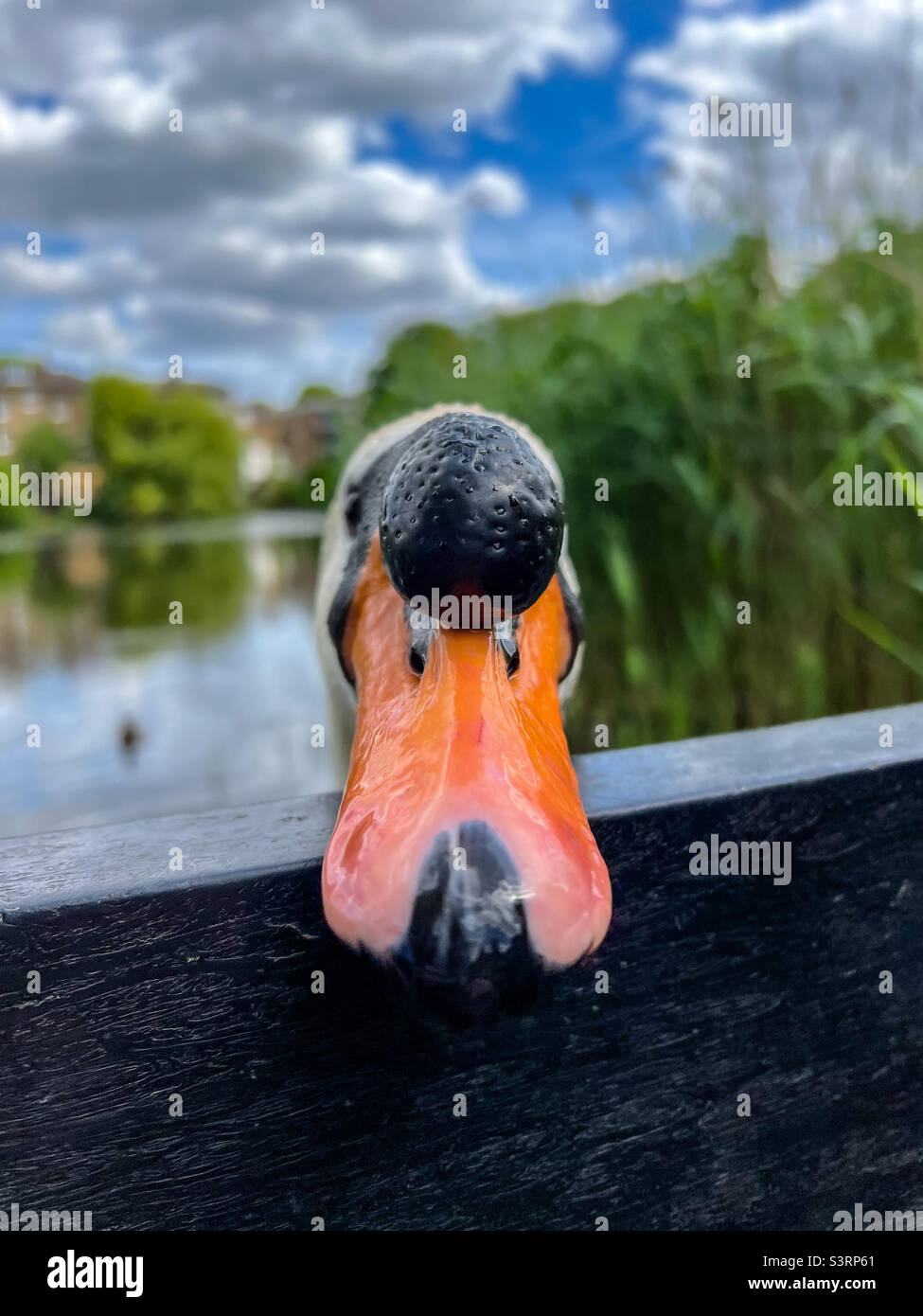 Portrait swan face hi-res stock photography and images - Alamy