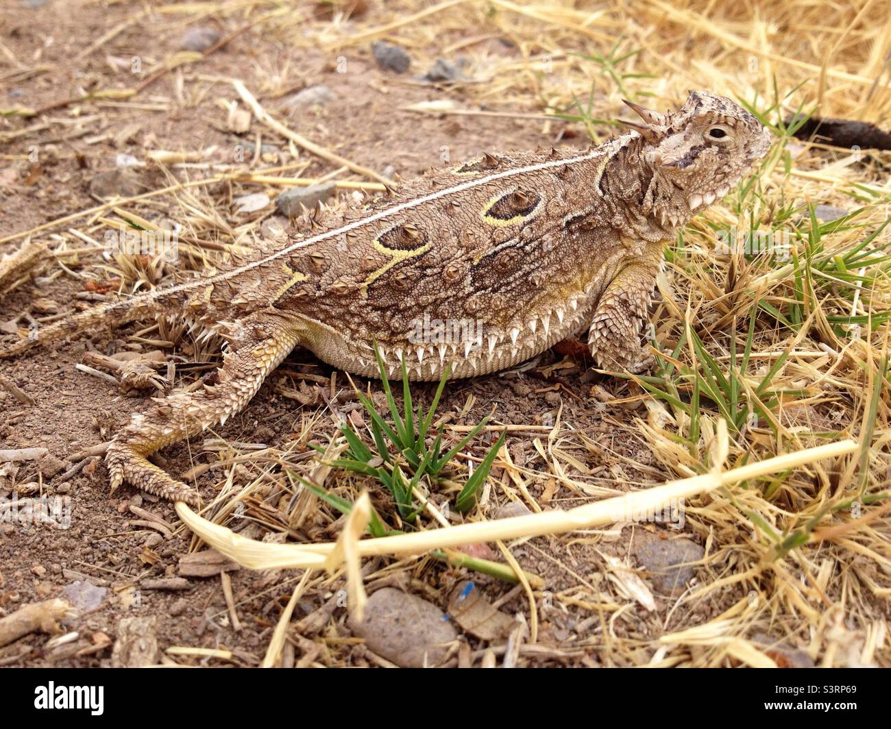 Horned toad hi-res stock photography and images - Alamy
