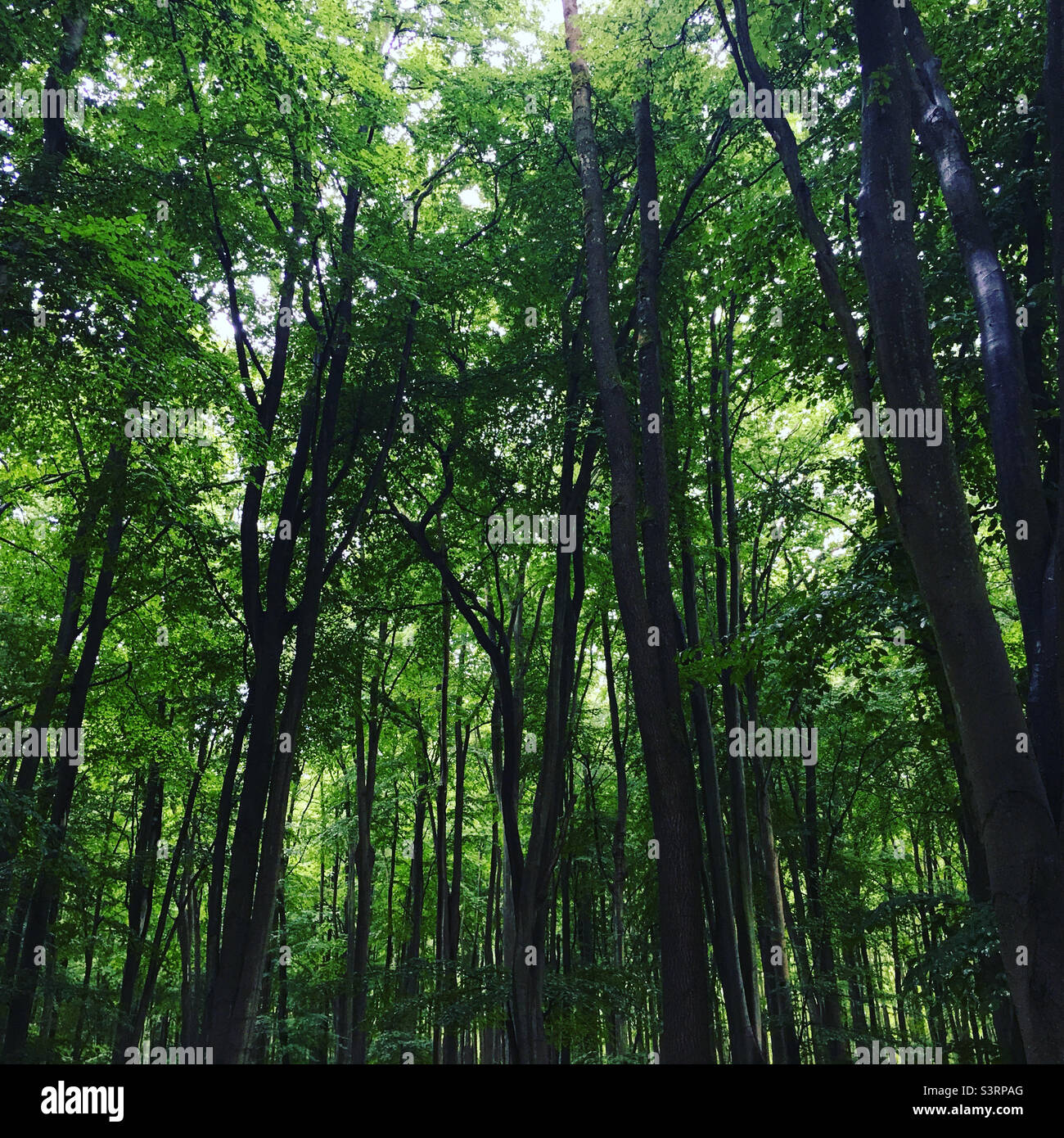 Towering trees hi-res stock photography and images - Alamy