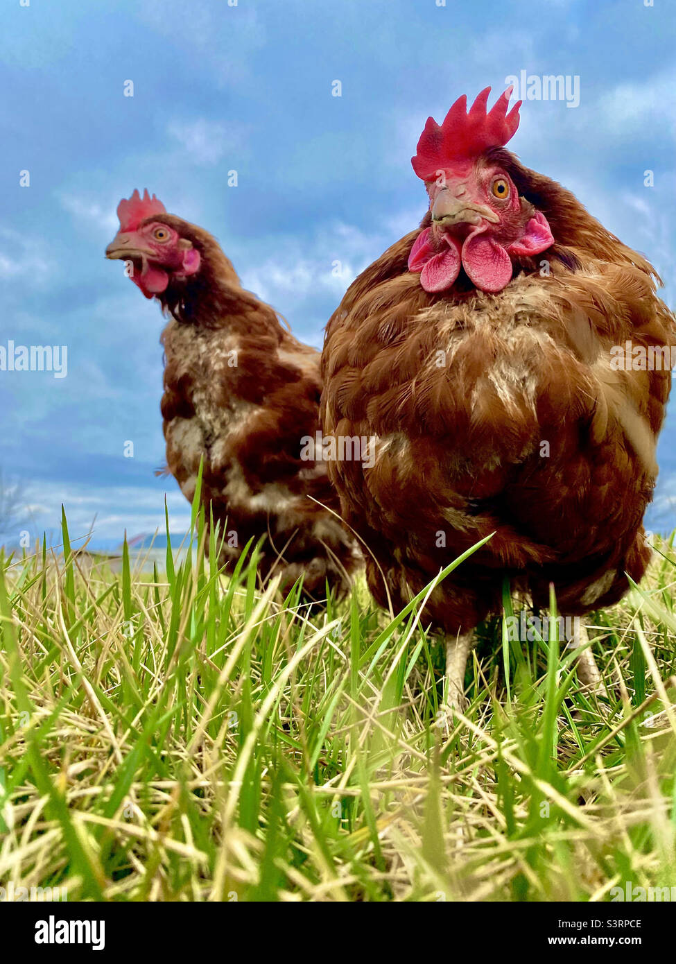 Photo of chickens hi-res stock photography and images - Alamy