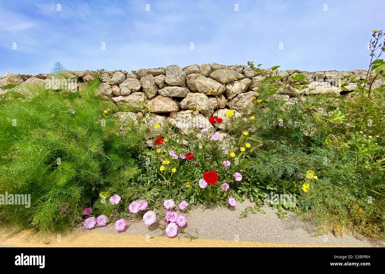 Flowers maltese hi-res stock photography and images - Alamy