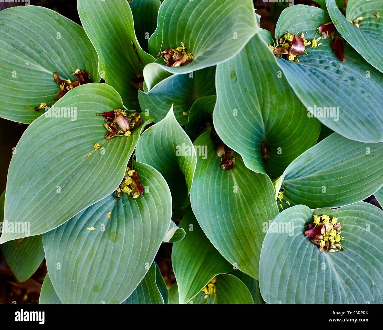 These elephant ear hostas are filled with Norway maple flowers Stock ...