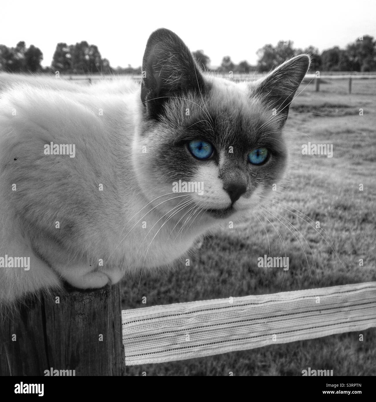 Ragdoll eyes hi-res stock photography and images - Alamy