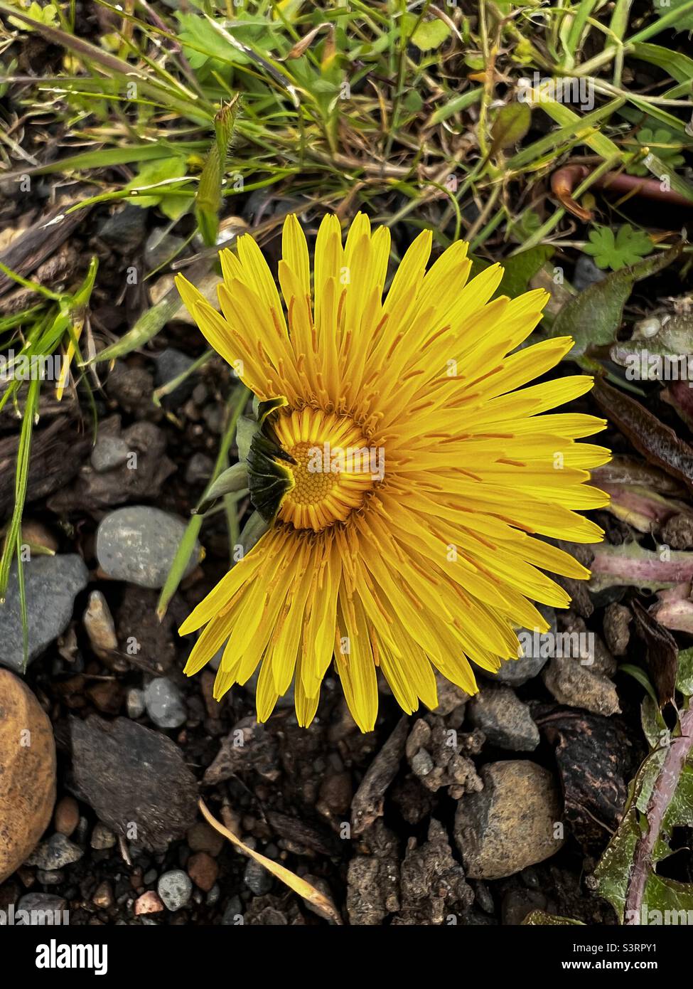 Half dandelion hi-res stock photography and images - Alamy